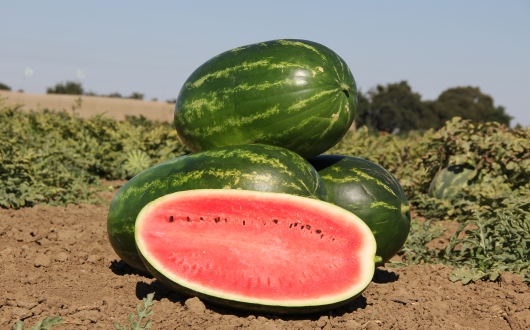 SANDIA – Hortalizas ANBA