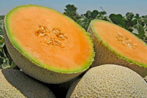 MELON – Hortalizas ANBA