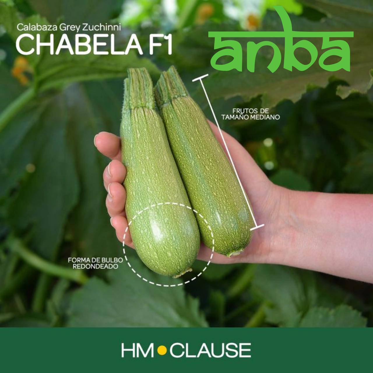 Calabazas – Hortalizas ANBA