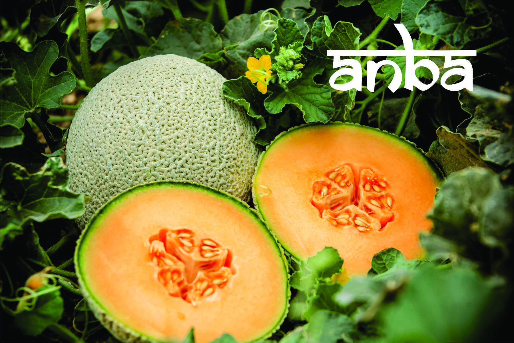 Melón – Hortalizas ANBA
