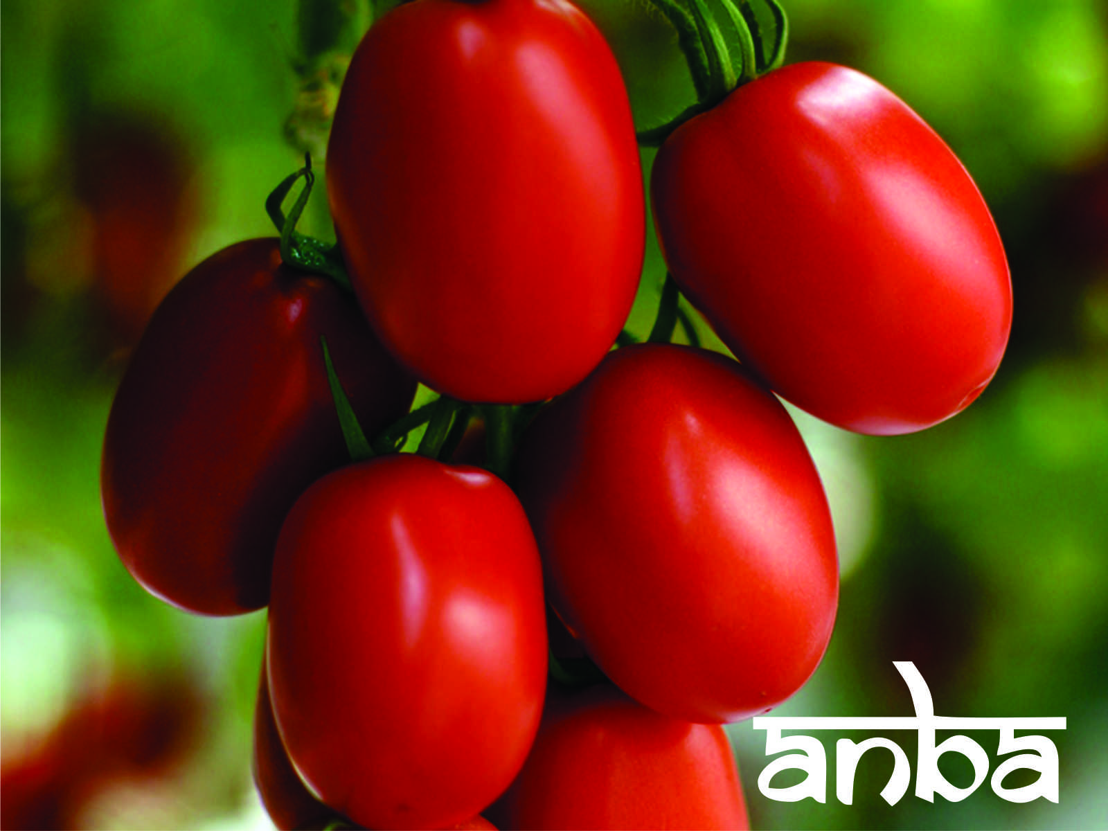 Tomate – Hortalizas ANBA