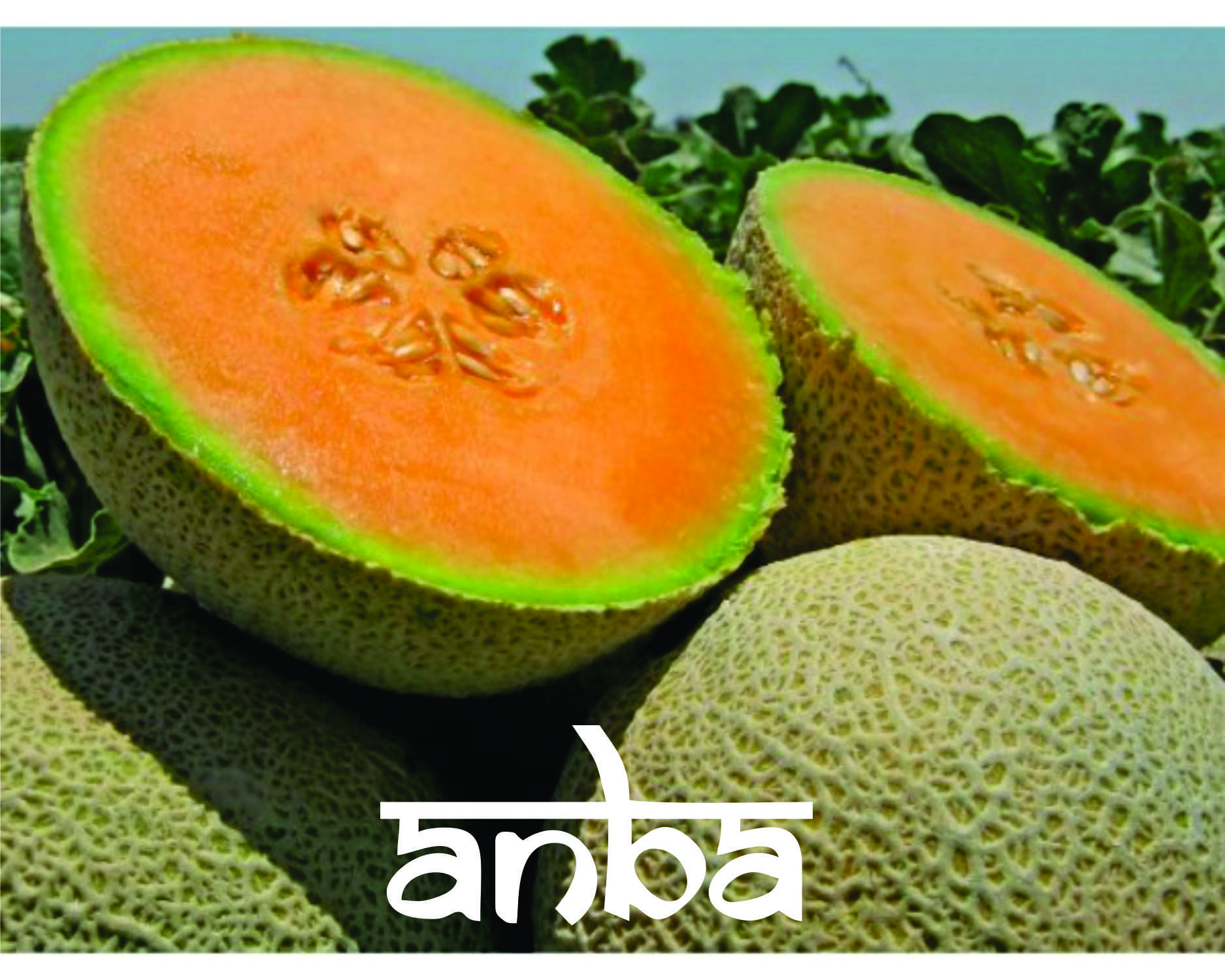 Melón – Hortalizas ANBA
