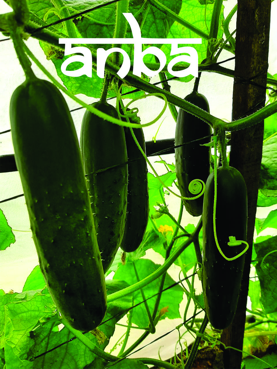 Pepino – Hortalizas ANBA